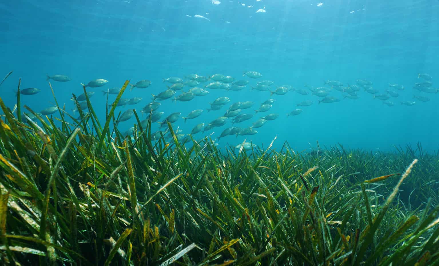 The 5 Most Common Plants That Grow on the Ocean Floor - A-Z Animals