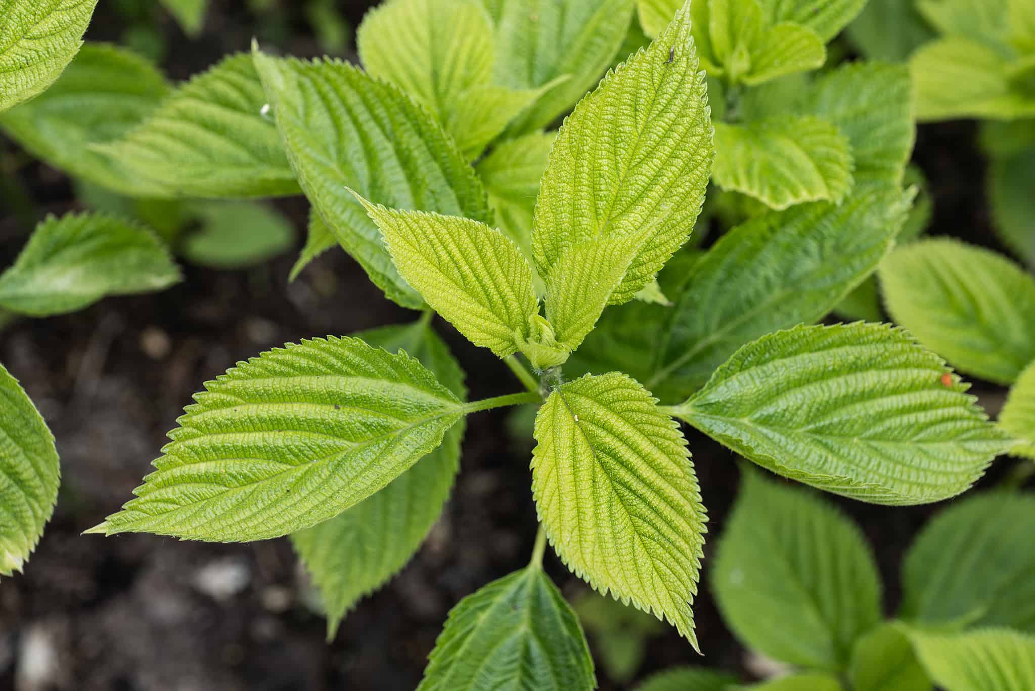 Should You Eat Stinging Nettle: Taste and Health Benefits - A-Z Animals