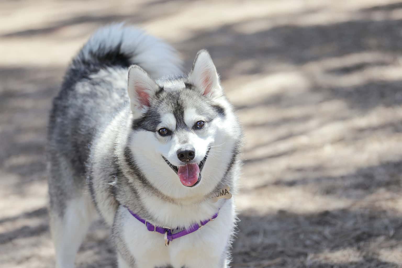 Alaskan Klee Kai Progression: Growth, Milestones, and Training