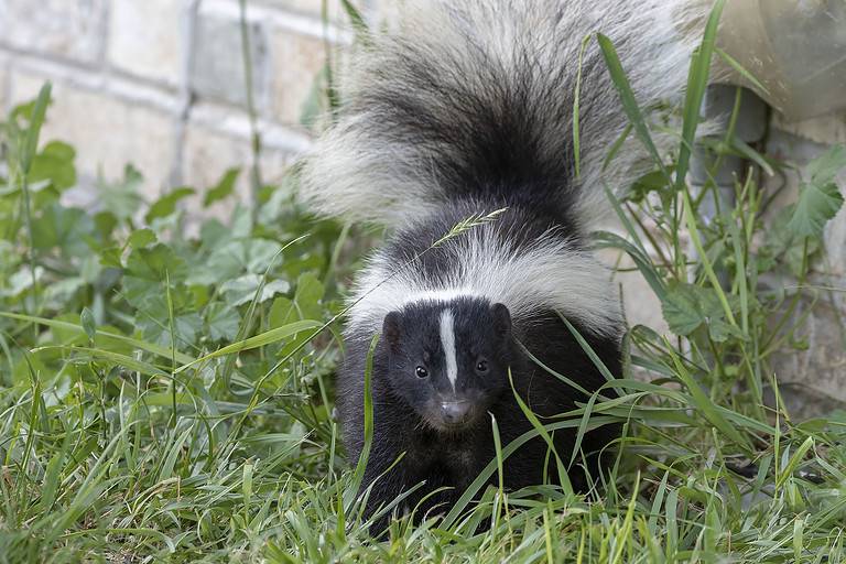 The Top 15 Exotic Animals You Can Own in New Jersey - A-Z Animals
