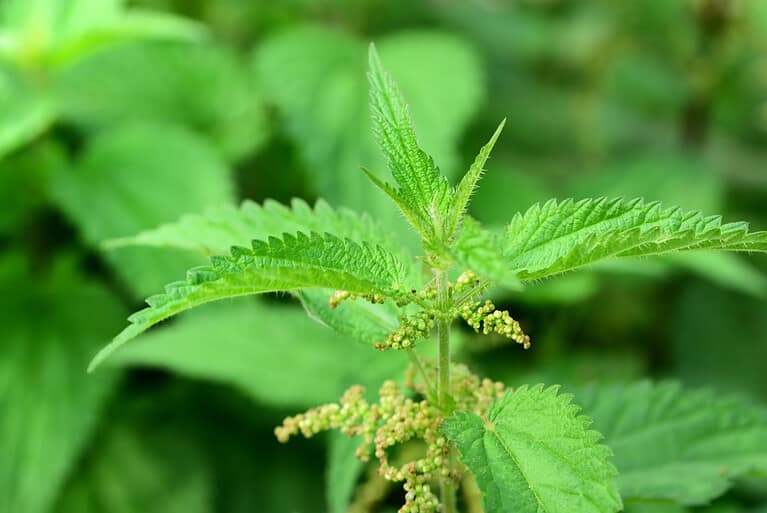 Should You Eat Stinging Nettle: Taste and Health Benefits - A-Z Animals