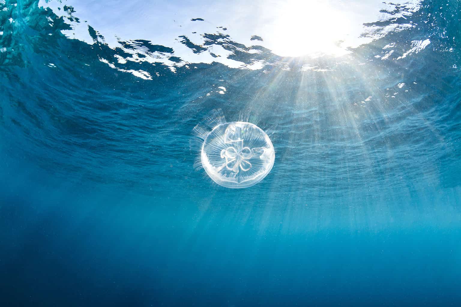 Baby Jellyfish: 6 Pictures and 6 Amazing Facts - A-Z Animals