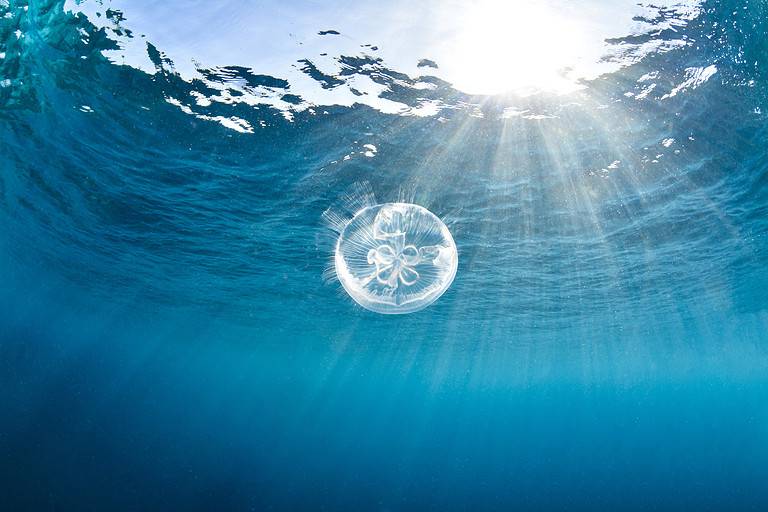 Baby Jellyfish: 6 Pictures and 6 Amazing Facts - A-Z Animals