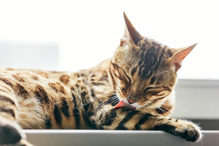 How Do Cats Actually Clean Themselves? - A-Z Animals
