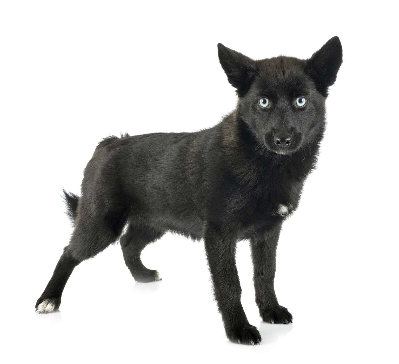 How Big Do Full Grown Pomskies Get? Growth Chart and Milestones - A-Z ...