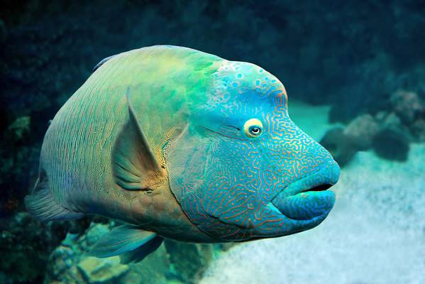 14 Fish with Big Lips (Photos and the Best Ones for Your Tank) - A-Z ...