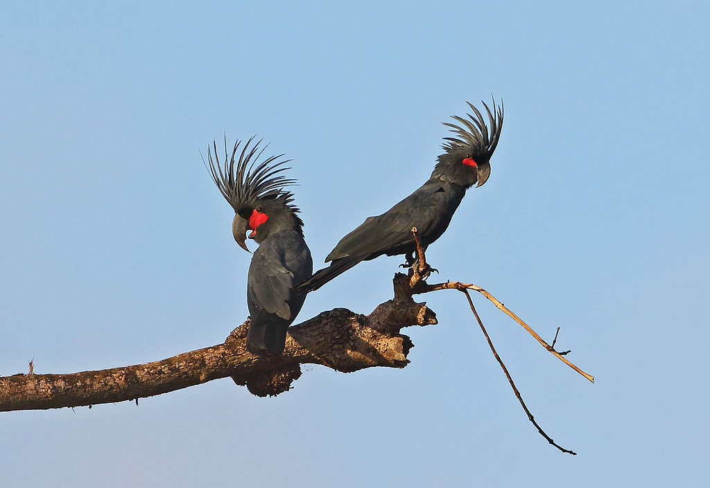 Male vs. Female Cockatoos: 5 Key Differences - A-Z Animals