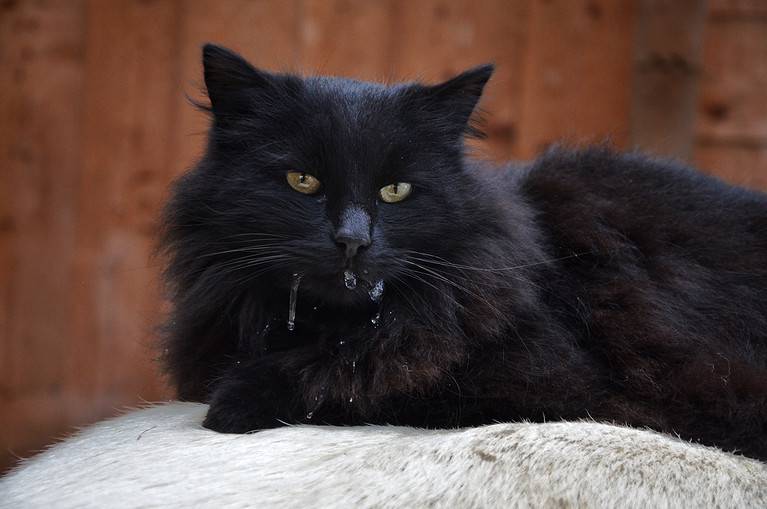 Clindamycin Dosage Chart for Cats: Risks, Side Effects, Dosage, and More