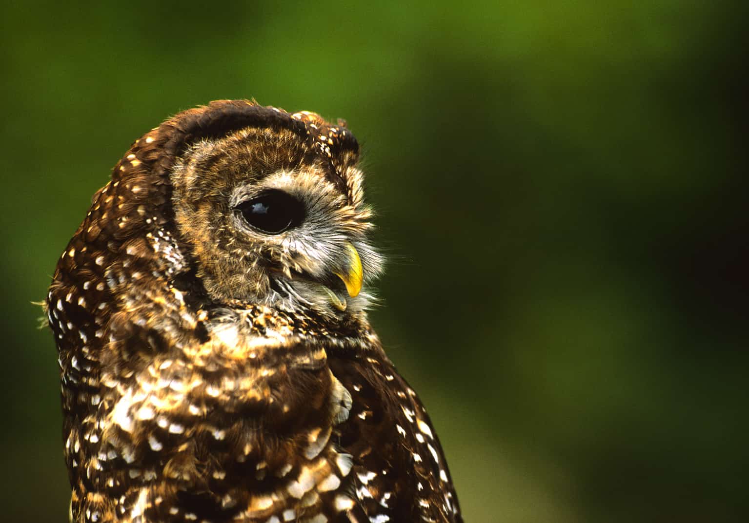 Discover 13 Types of Owls in Arizona (From Rarest to Most Common) - A-Z ...