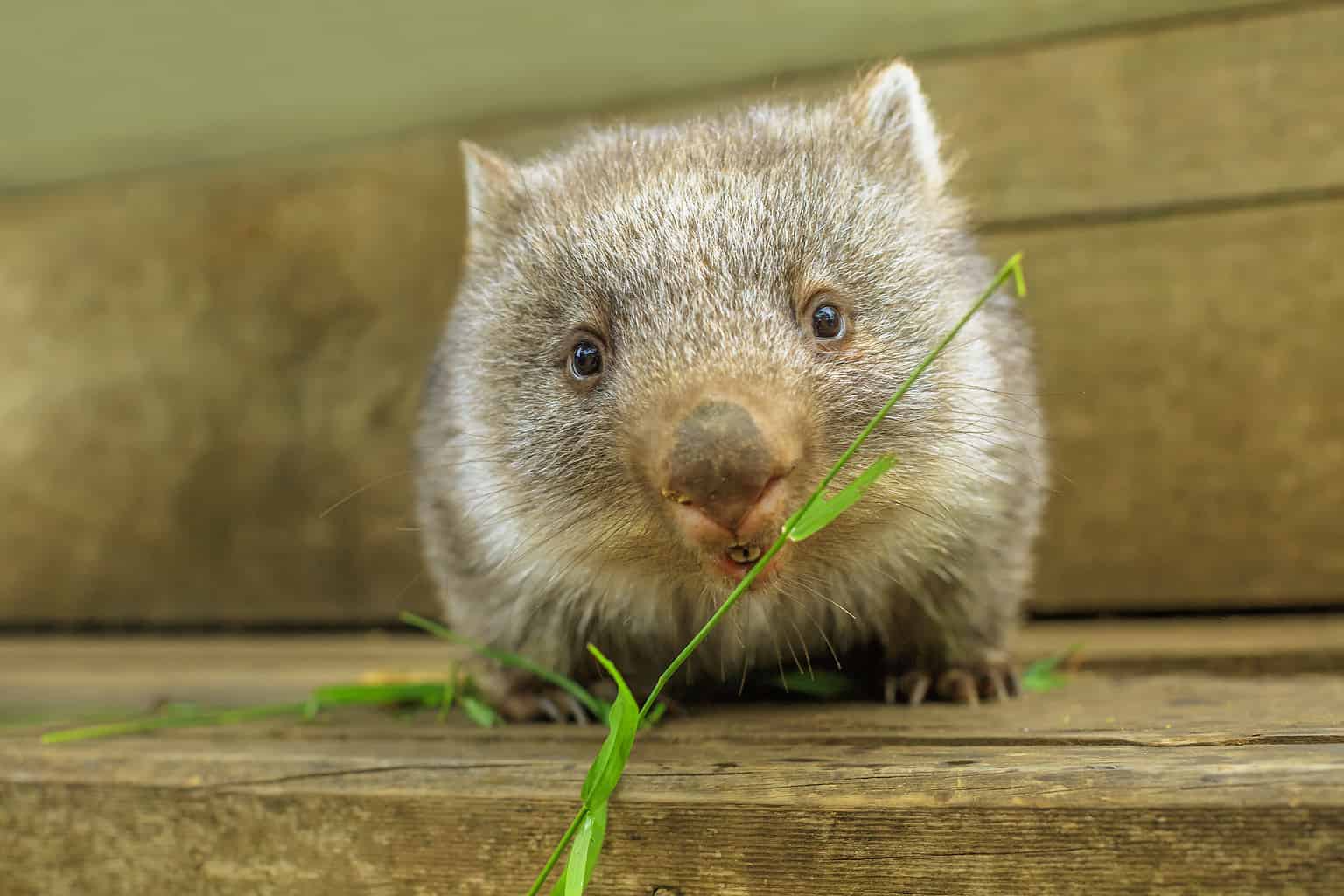 Baby Wombat: 10 Pictures and 10 Incredible Facts - A-Z Animals