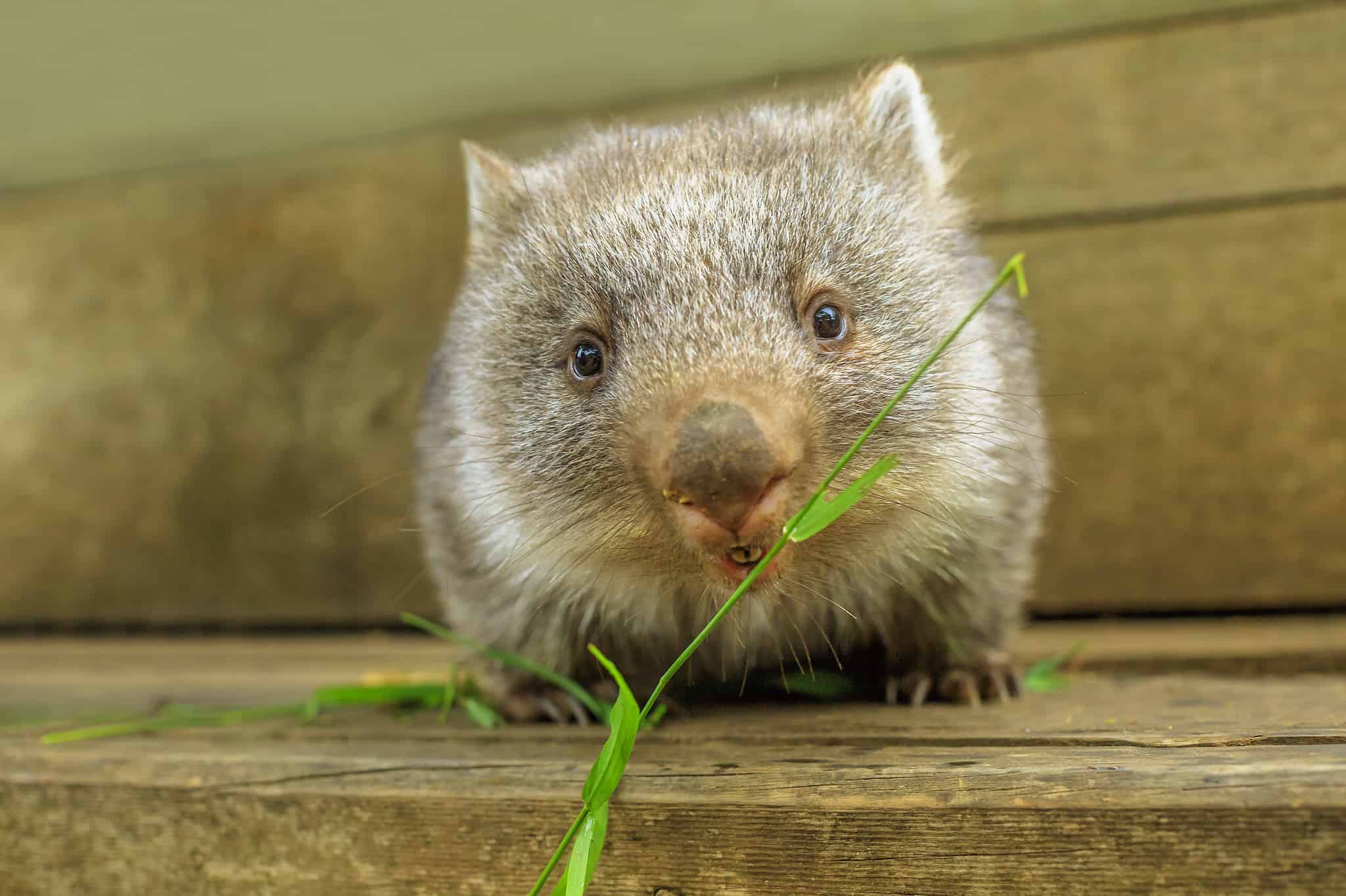 Baby Wombat: 10 Pictures and 10 Incredible Facts - A-Z Animals