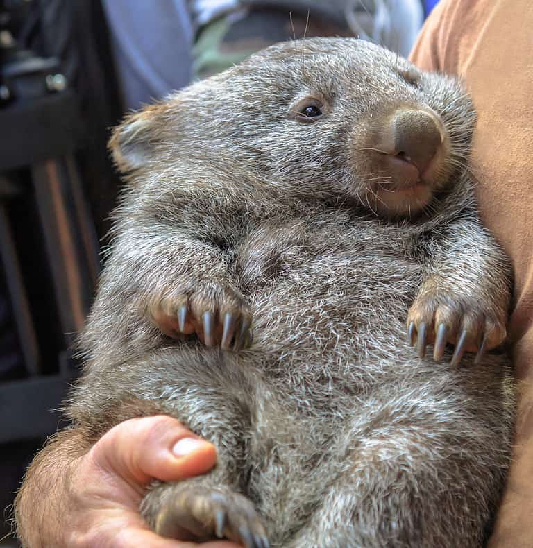 Baby Wombat: 10 Pictures and 10 Incredible Facts - A-Z Animals