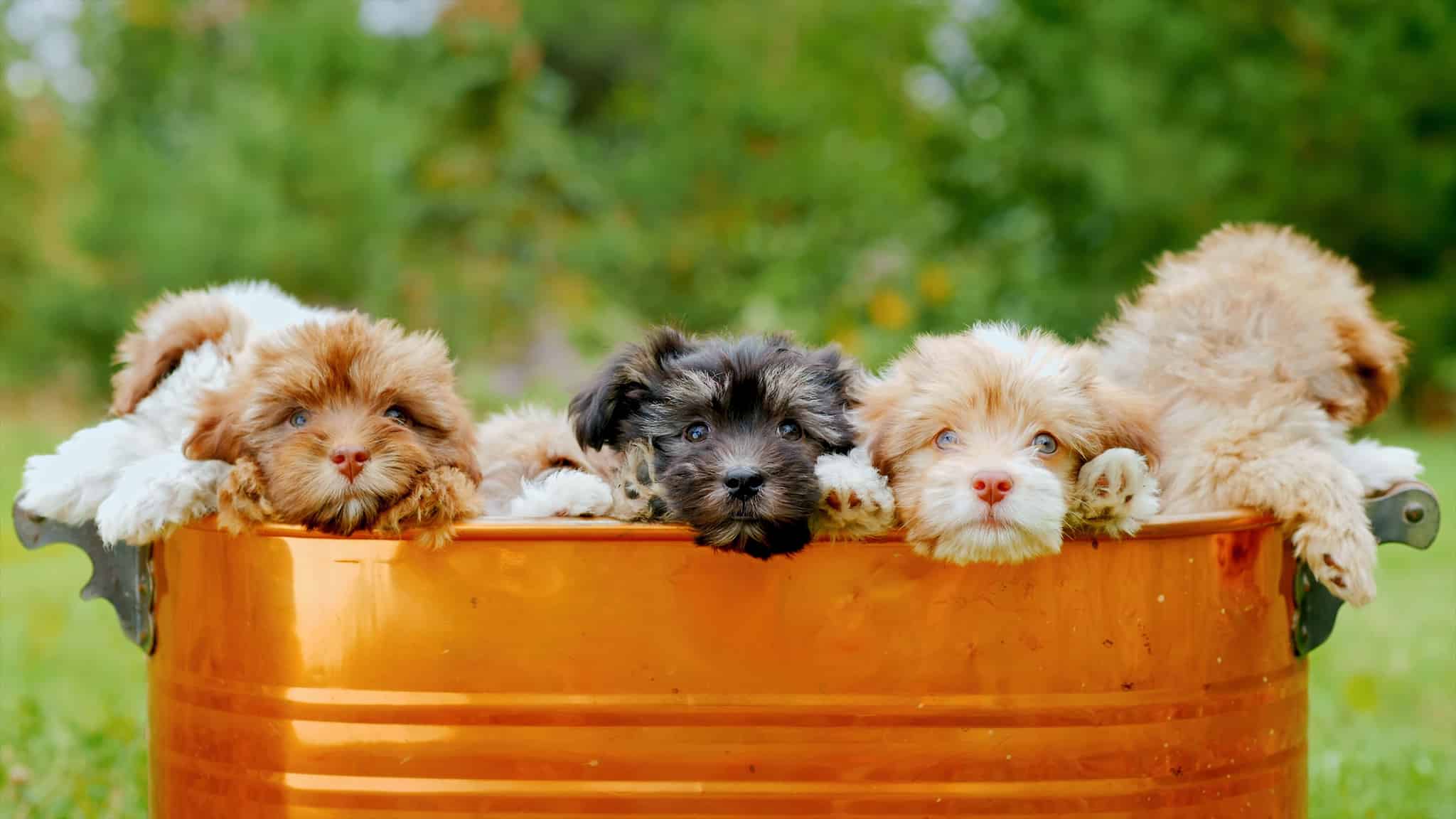 Shihpoo Lifespan: How Long They Typically Live + 6 Common Health ...