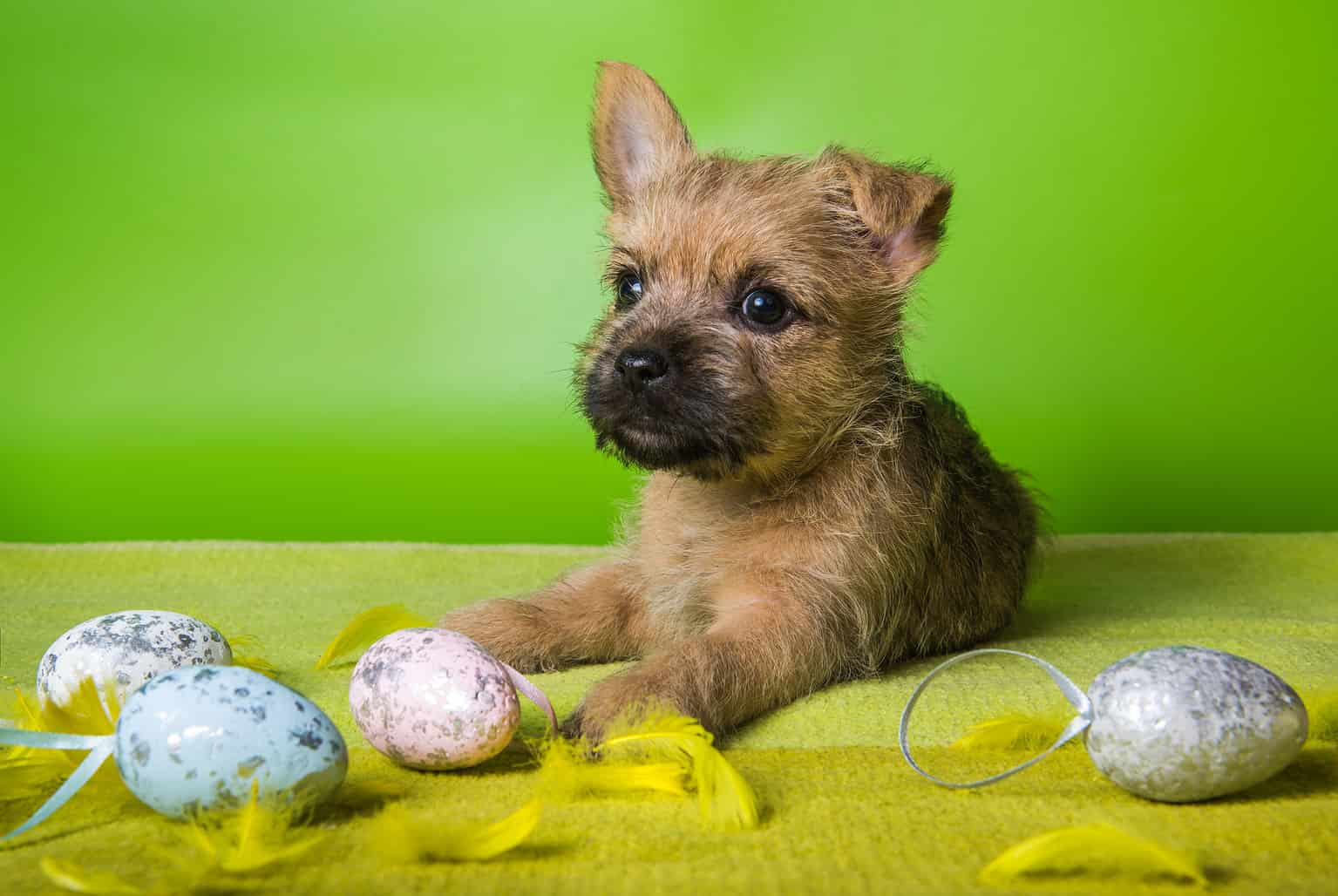 Cairn Terrier Progression: Growth Chart, Milestones, and Training Tips ...