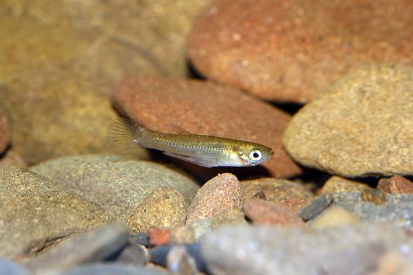 The 19 Best and Most Effective Algae-Eating Fish for Outdoor Ponds - A ...
