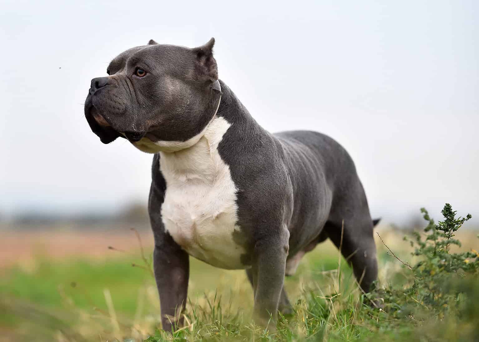How to Train Your American Bully: The Best Methods and Tips - A-Z Animals