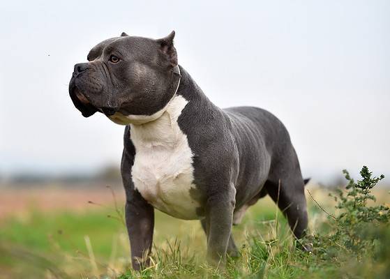 How to Train Your American Bully: The Best Methods and Tips - A-Z Animals