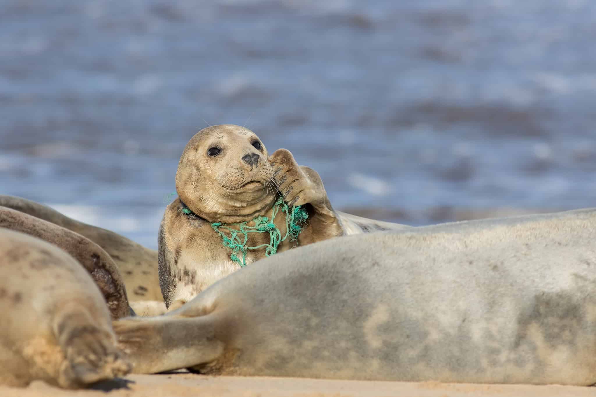 How Plastic Pollution Is Pushing Oceans and Marine Animals Toward ...