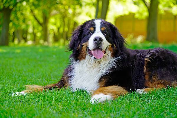 Why Do Big Dogs Have Shorter Lifespans? - A-Z Animals