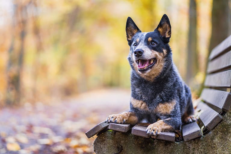 The 500 Best Strong Female Dog Names - A-Z Animals