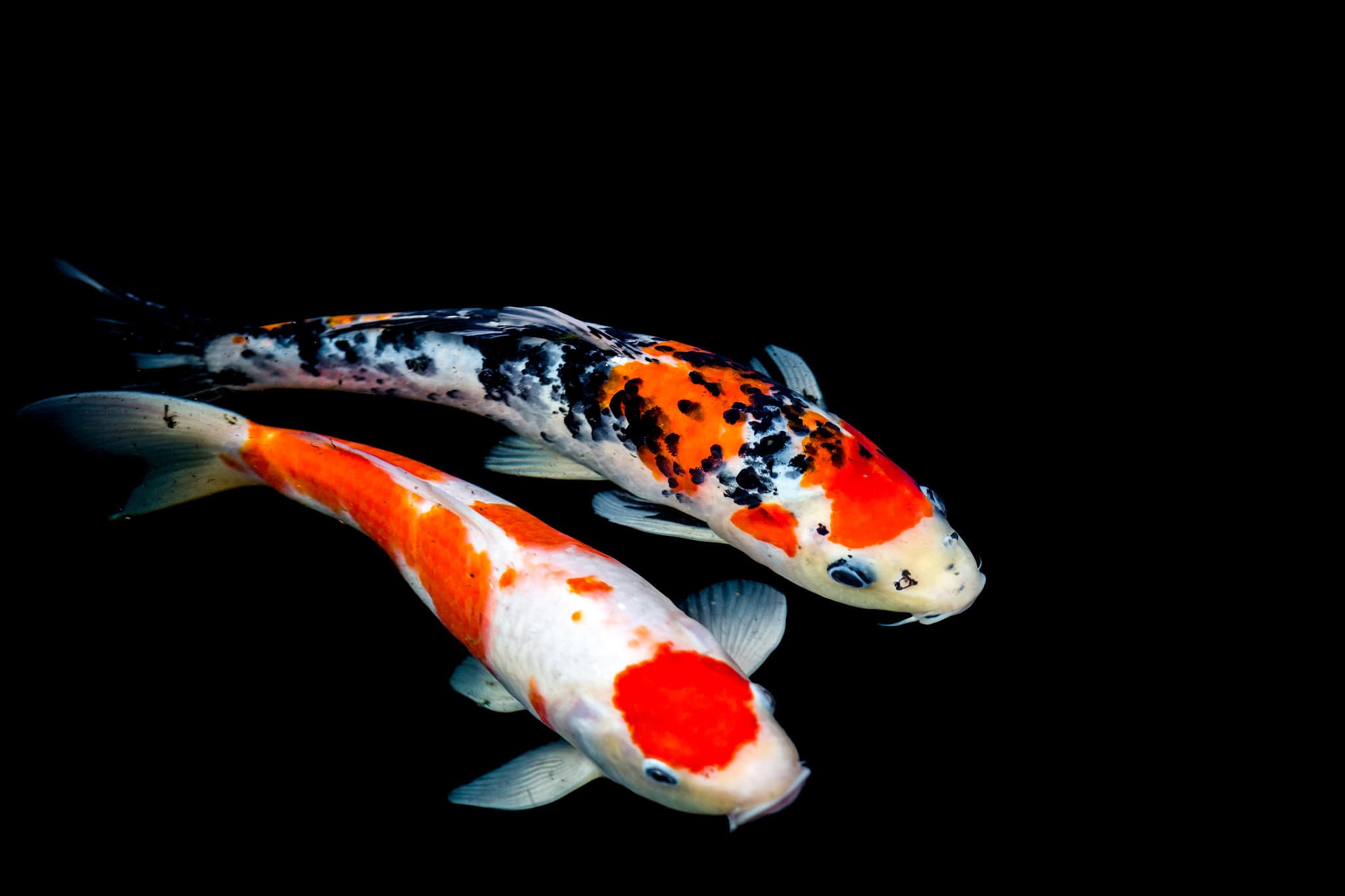 The 10 Best Pond Fish that Eat Mosquito Larvae and Keep Your Yard Pest ...