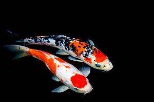 14 Fish with Big Lips (Photos and the Best Ones for Your Tank) - A-Z ...