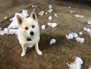 How Big Do Full Grown Pomskies Get? Growth Chart and Milestones - A-Z ...
