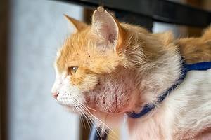 Clindamycin Dosage Chart for Cats: Risks, Side Effects, Dosage, and More