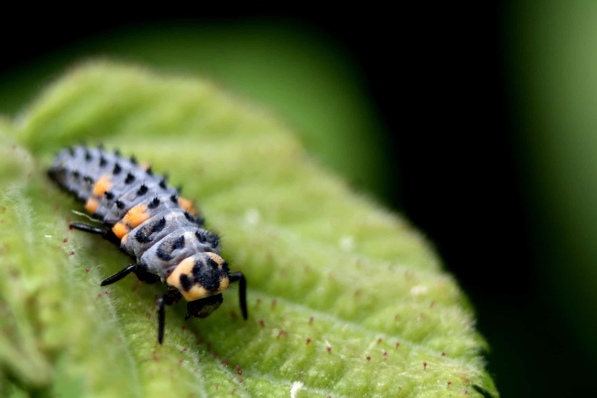 Baby Ladybug: 6 Pictures and 6 Amazing Facts - A-Z Animals