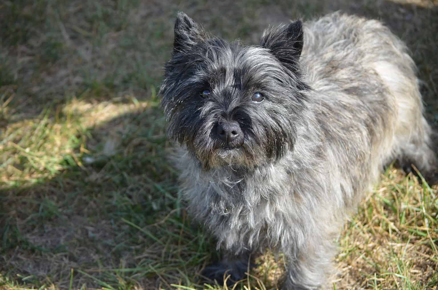 Cairn Terrier Colors: Rarest to Most Common - A-Z Animals