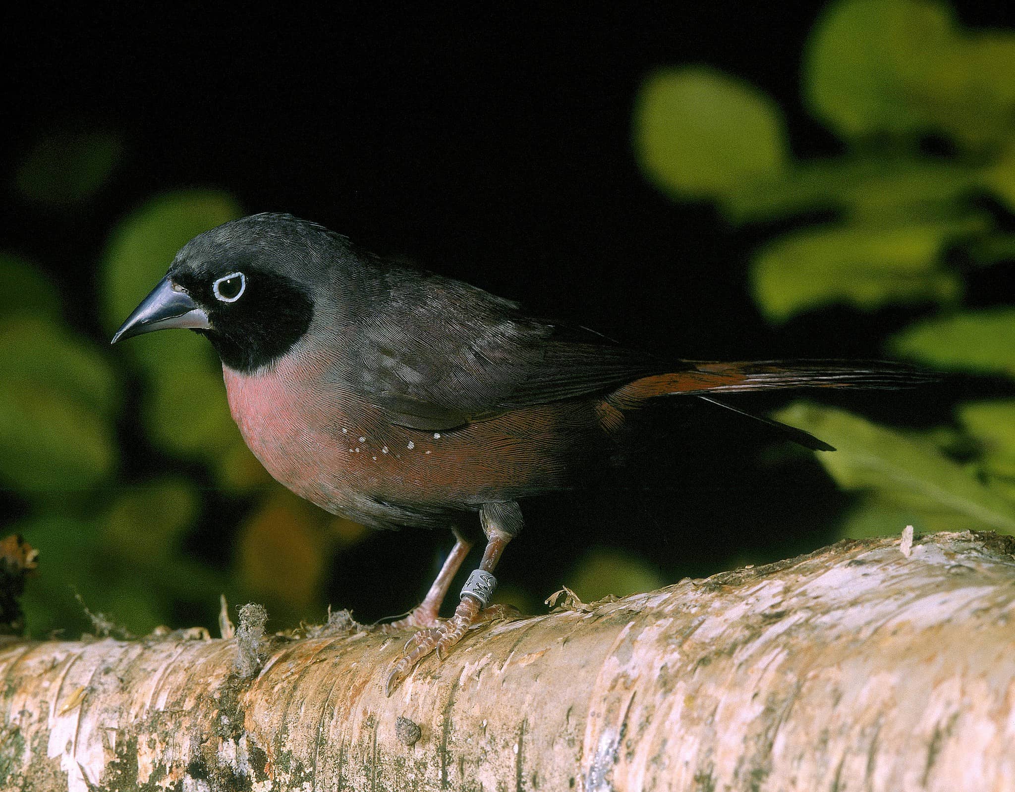 Explore the Sahara Desert and the Animals That Live There - A-Z Animals ...