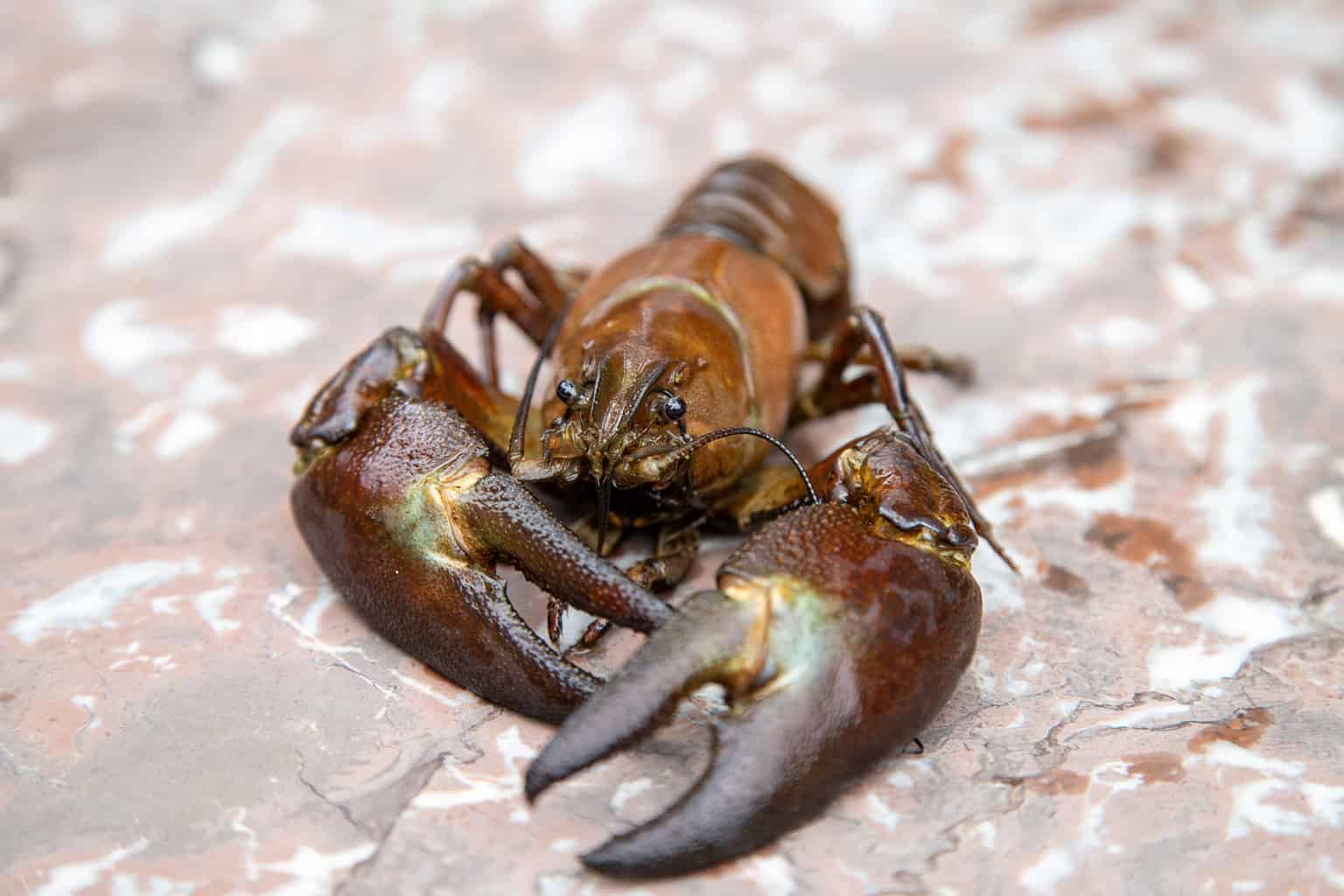 What Do Crayfish Eat? - A-Z Animals