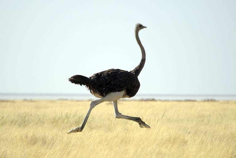 How Fast Can an Ostrich Run? Discover Its Top Speed and Where It Ranks ...
