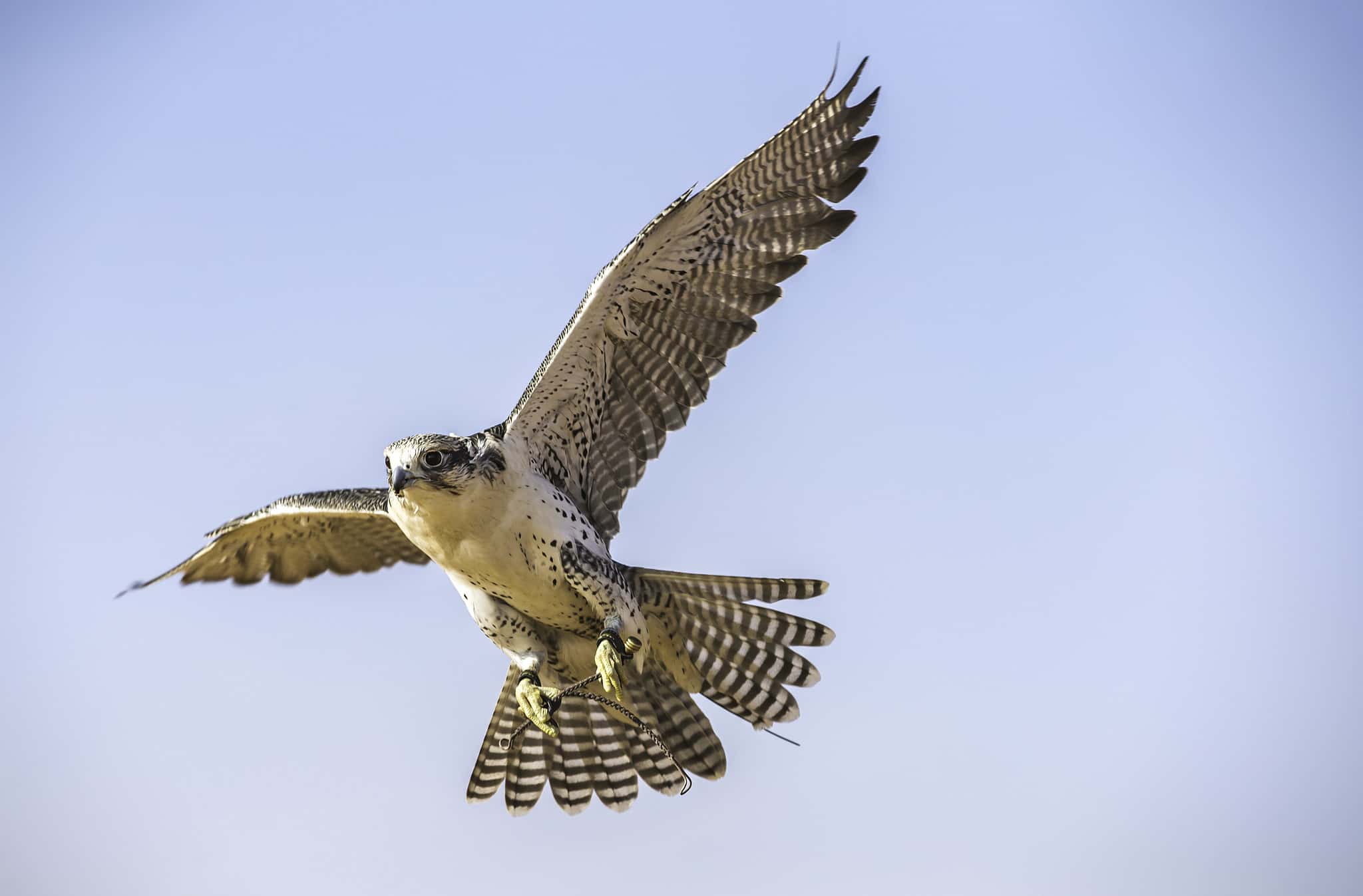 12 Animal Superpowers People Wish They Had - A-Z Animals