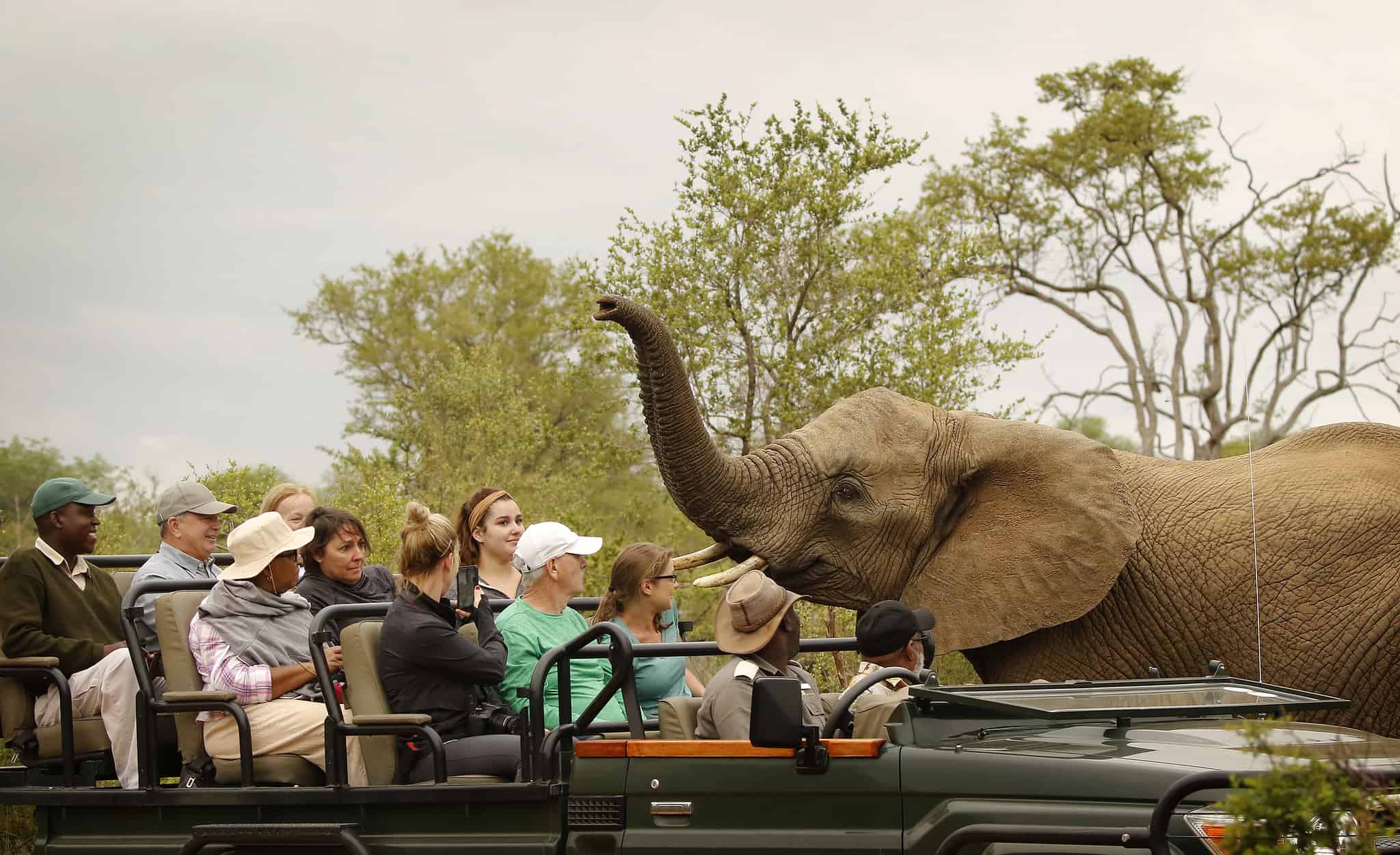 Go on a Safari Without Leaving Your House - A-Z Animals