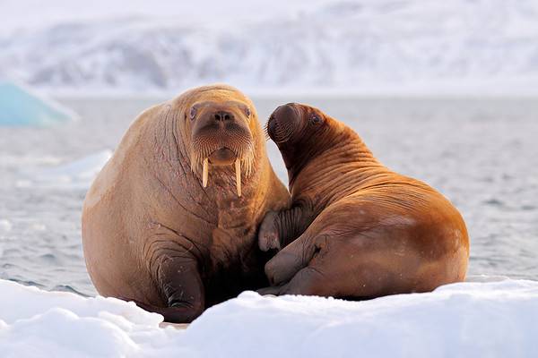 Baby Walrus: 6 Pictures and 8 Amazing Facts - A-Z Animals