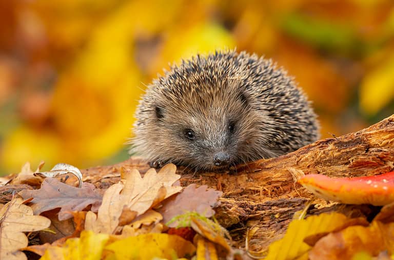 How Fast Are Hedgehogs? Discover How Fast These Real-Life 'Sonics' Can ...
