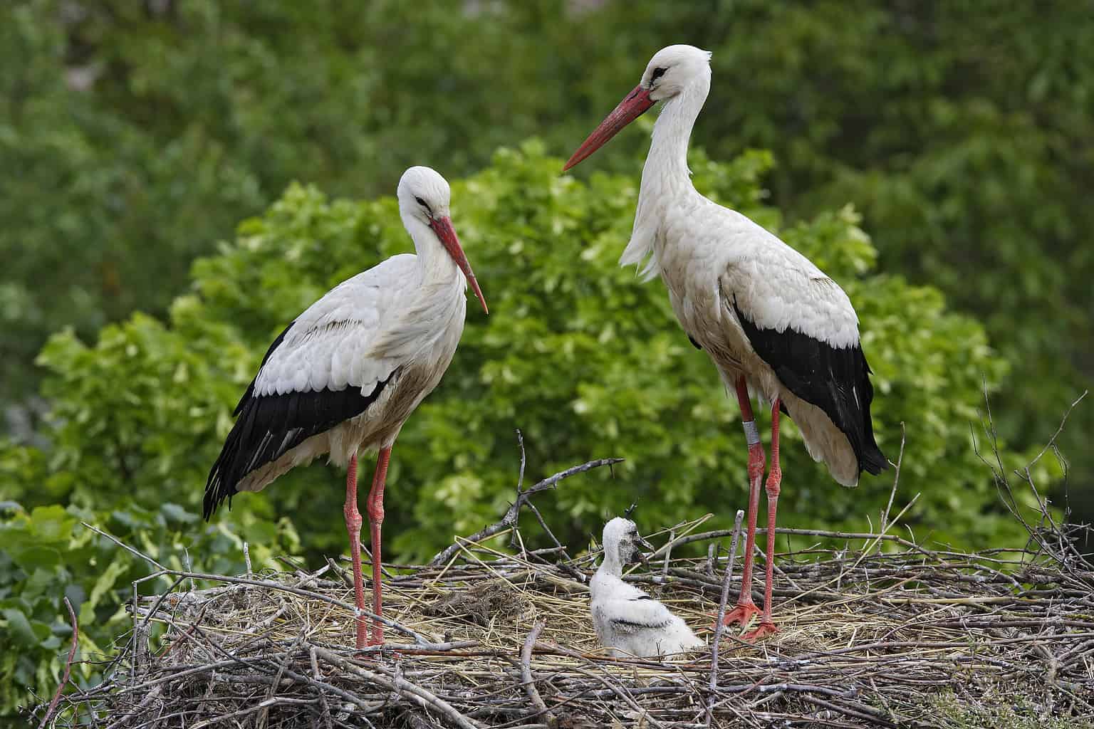 White Stork: Why Do They Kill Their Young - A-Z Animals