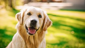 160 Biblical Dog Names and Their Meanings - A-Z Animals