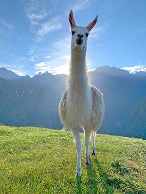 Male vs Female Llamas: 6 Key Differences - A-Z Animals