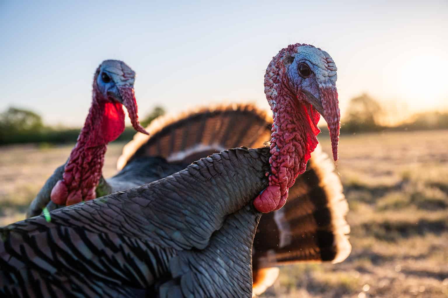 10 Sounds Turkeys Make and Their Meanings - A-Z Animals