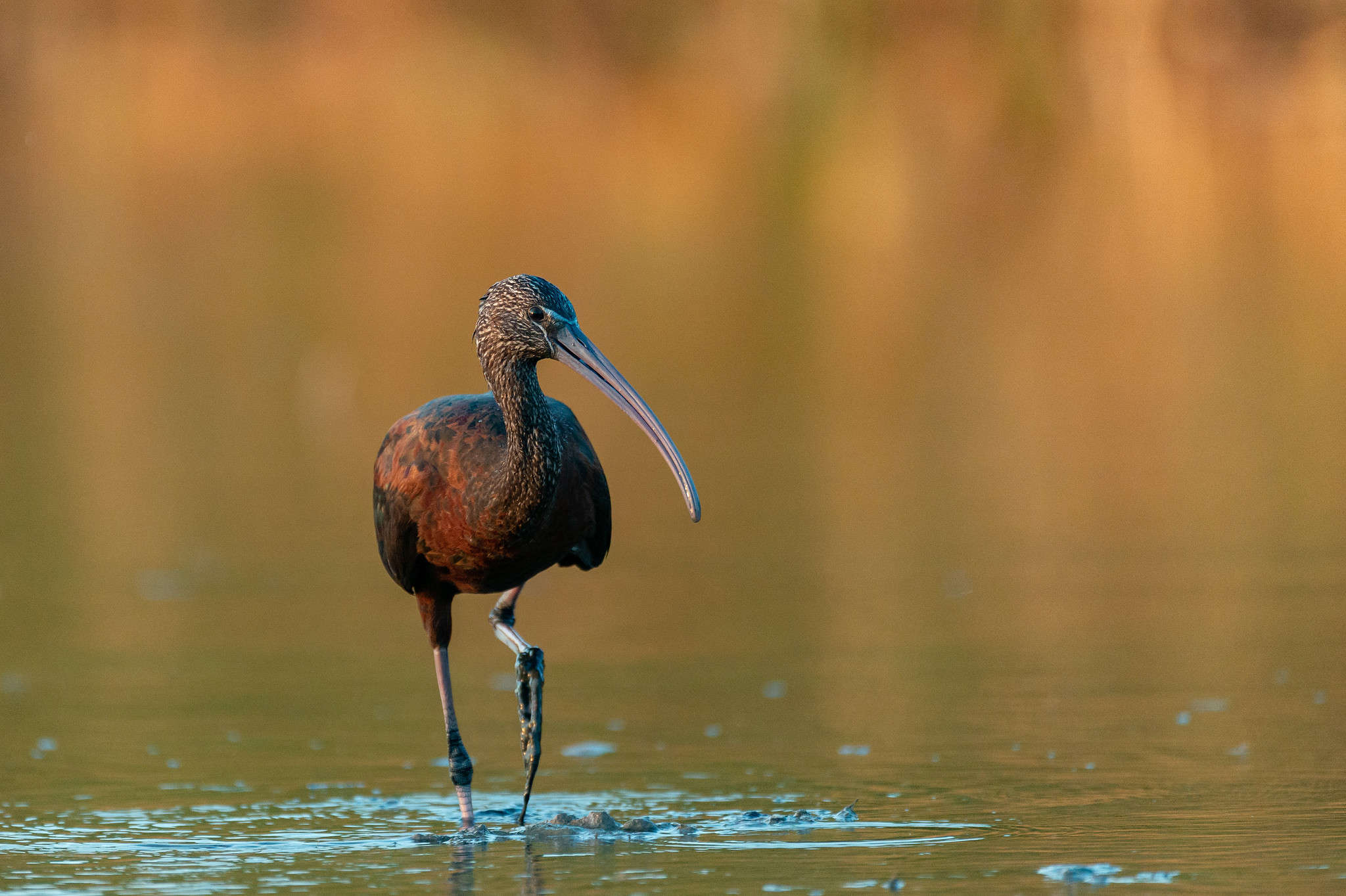 Glossy Ibis: Habitat, Diet, Rarity, Sounds, and More! - A-Z Animals