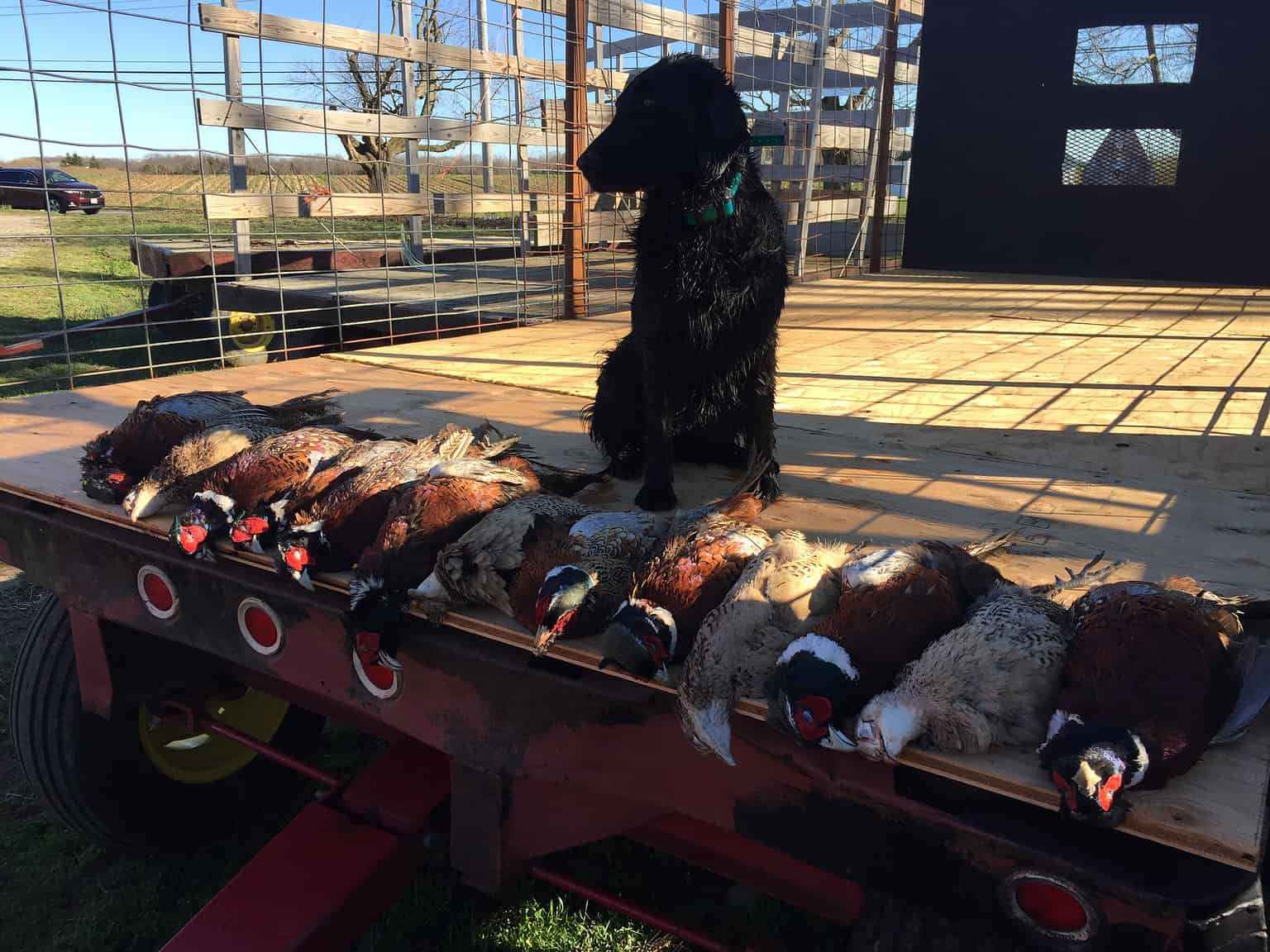 Labs as Hunting Dogs: 6 Pros and 4 Limitations - A-Z Animals