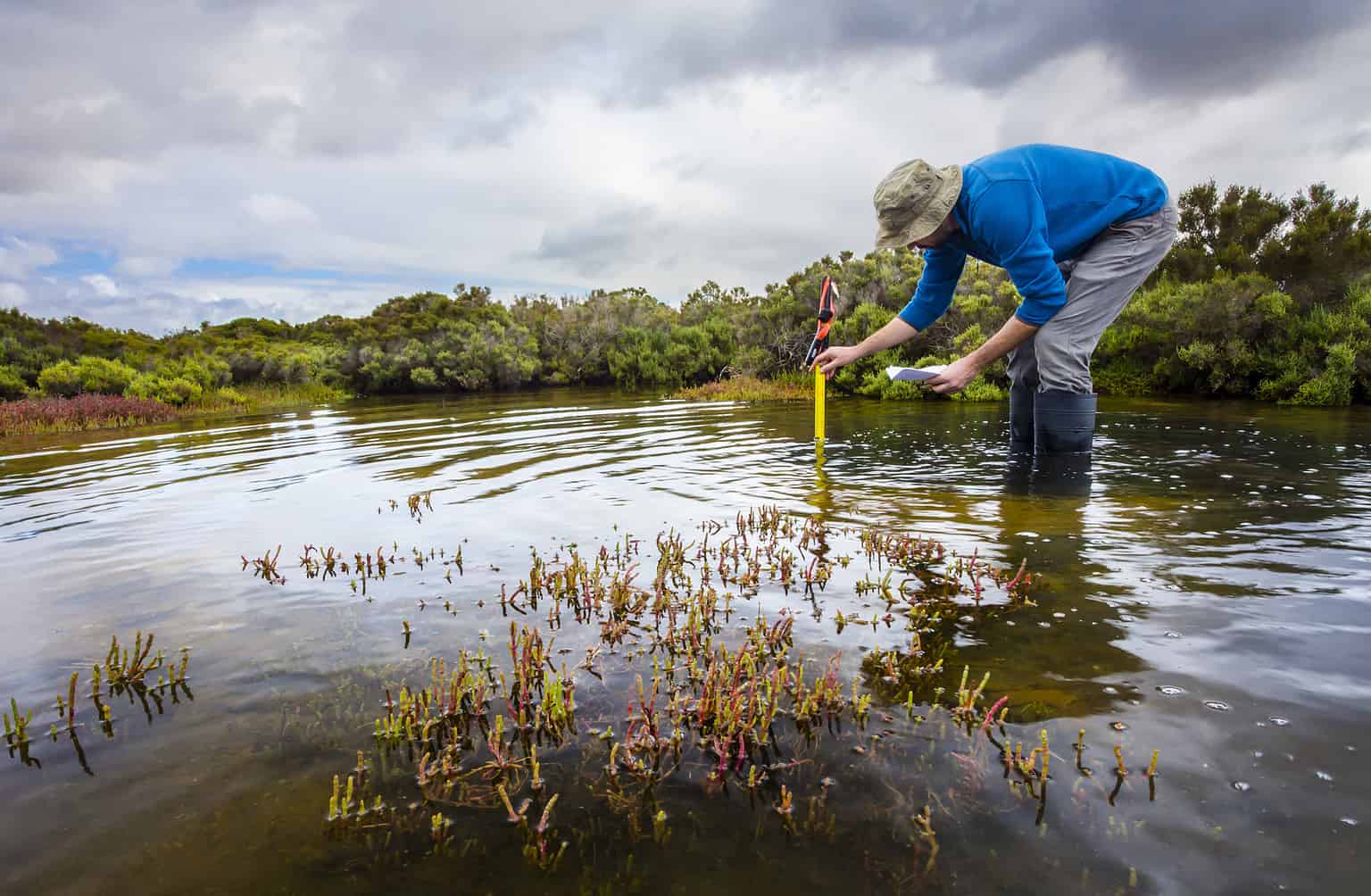 The Importance of Coastal Salt Marshes and the Animals You Will Find ...