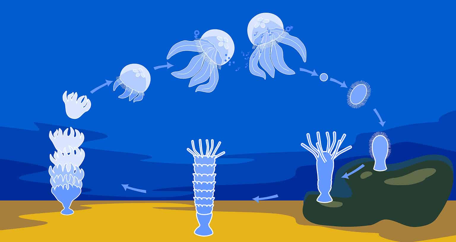 Baby Jellyfish: 6 Pictures and 6 Amazing Facts - A-Z Animals
