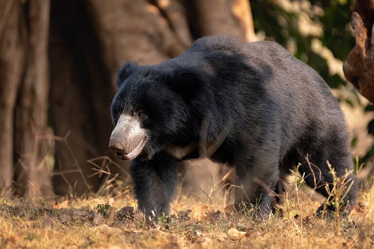 These 27 Animals Have Fangs and Some Will Shock You - A-Z Animals