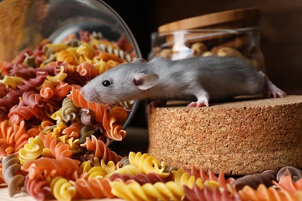 How To Get Rid of Rats in Walls and Ceilings - A-Z Animals