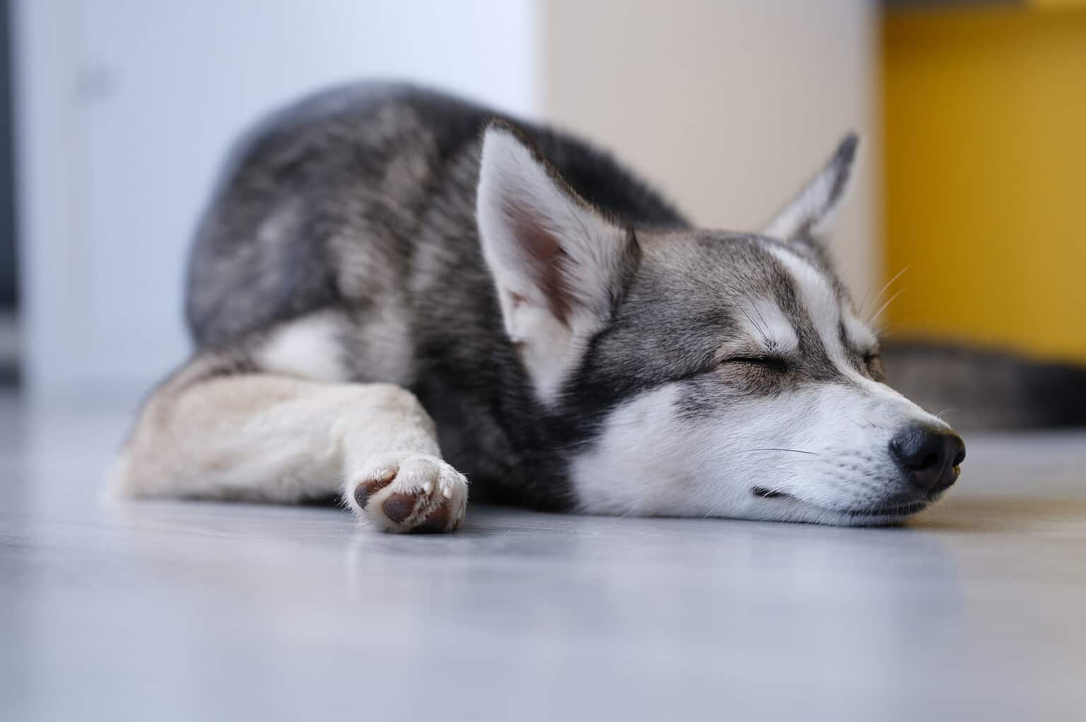 Alaskan Klee Kai Progression: Growth, Milestones, and Training