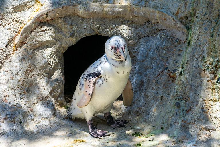 Discover the Amazing Colors of the Various Types of Penguins - A-Z Animals
