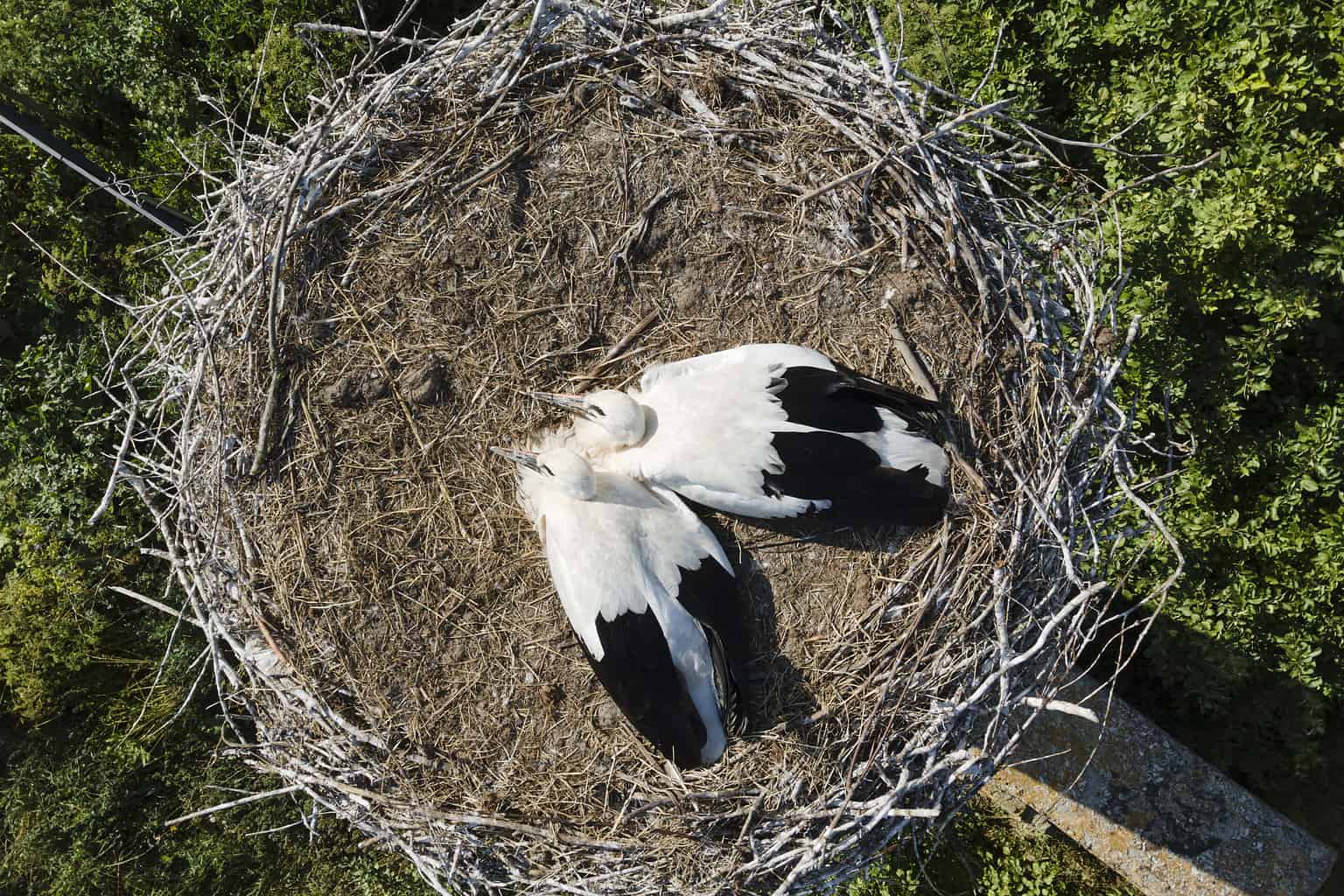 White Stork: Why Do They Kill Their Young - A-Z Animals